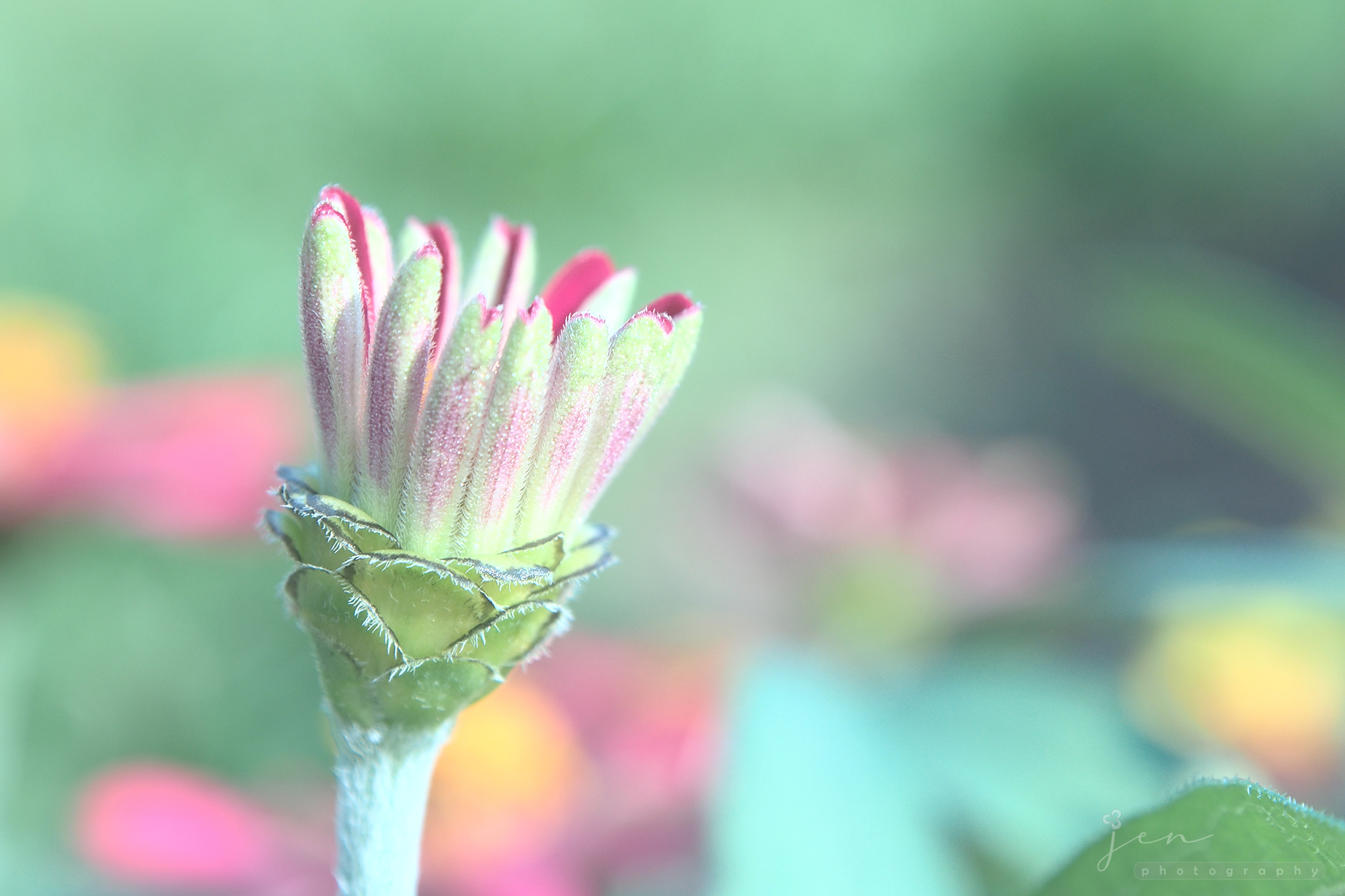 Jen Leung Photography